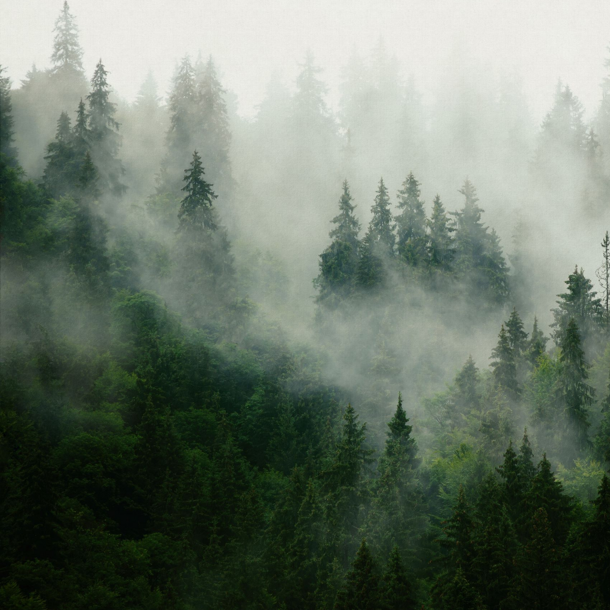 Pinetop - Forest Peel and Stick Wallpaper